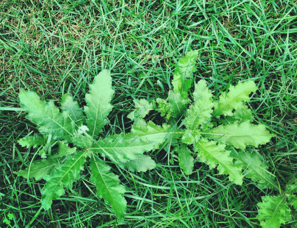 Common Perth Turf Problems | Perth Turf Farm