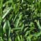 Turf Comparison | Carabooda Lawn - Turf Farm Perth